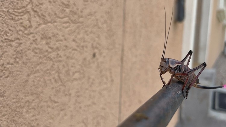 Millions of Mormon crickets invade Nevada city | 9news.com