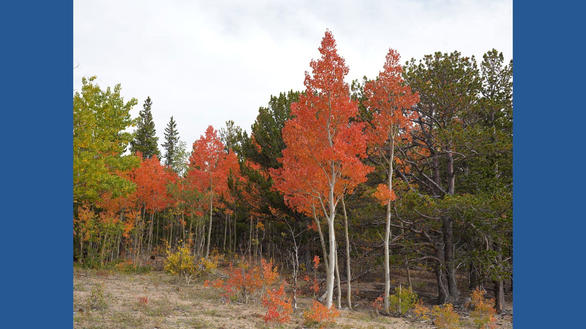 Colorado fall colors arrive early amid drought conditions: 2025 aspen ...