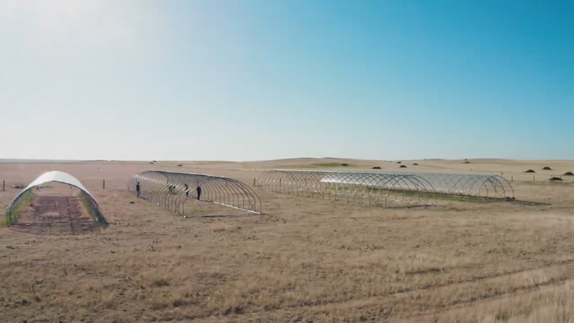 Artificial drought study reveals impact on grasslands | 9news.com