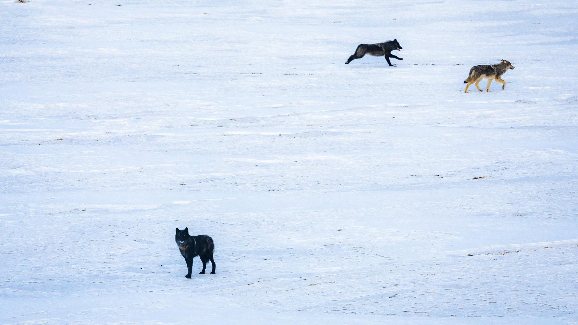 CPW recommends commission pay $340,000+ to 2 ranchers for wolf related ...