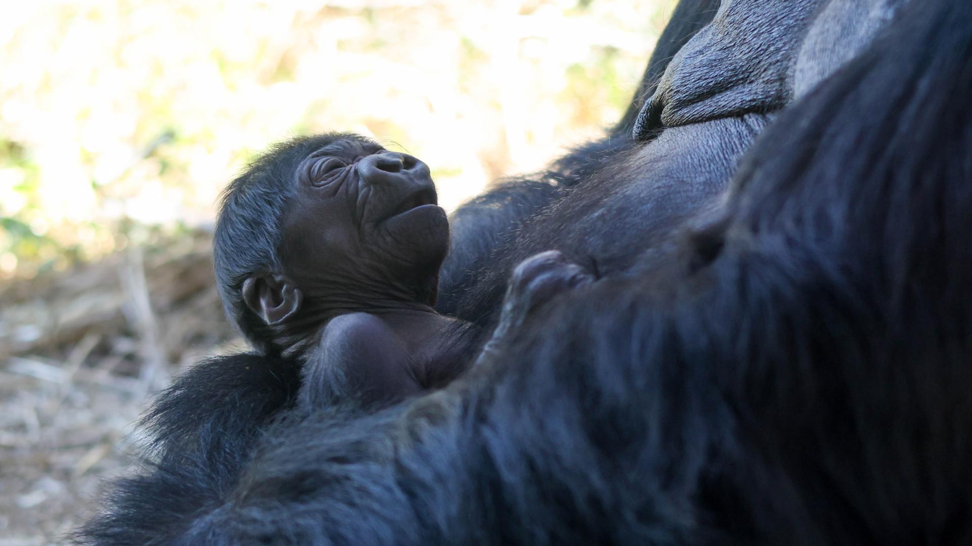 Cheyenne Mountain Zoo welcomes endangered baby gorilla after 13 years | 9news.com