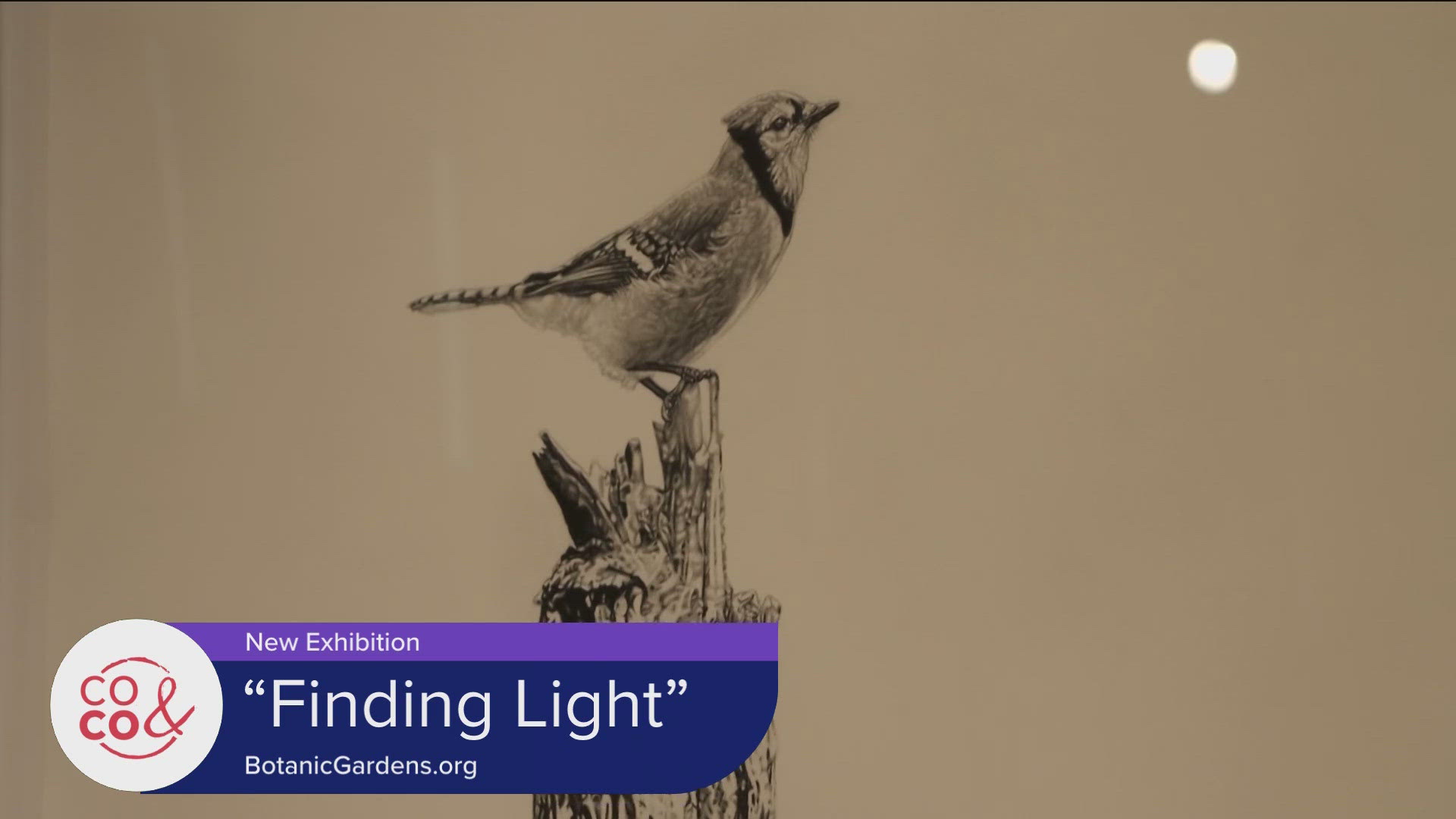 'Finding Light' with Artist Anna Kaye | 9news.com