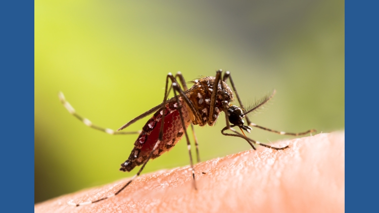 Historical context, symbolism behind Kendrick Lamar's Super Bowl ...