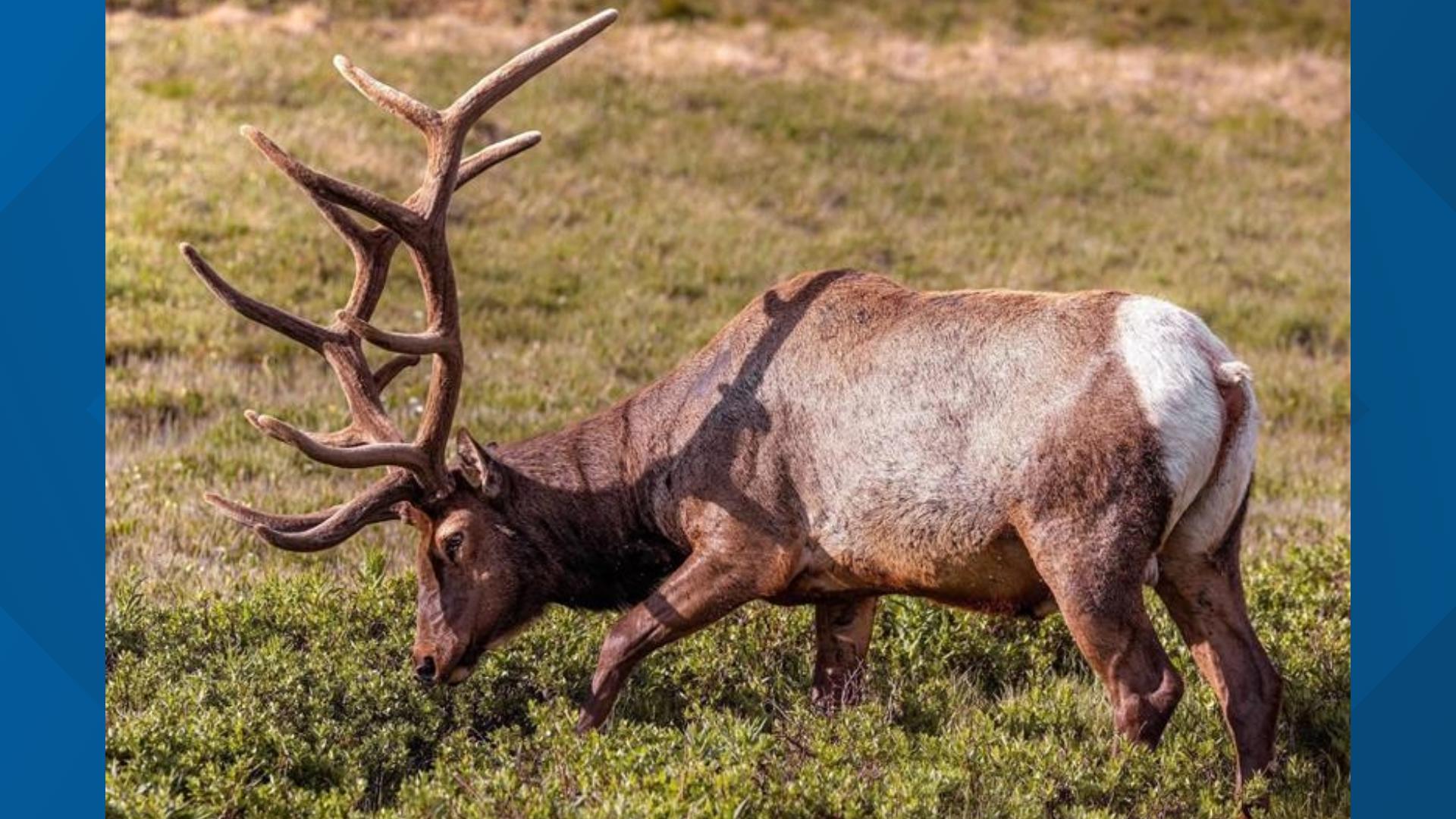 Colorado Dem Party promises neutrality in primary between DeGette and ...