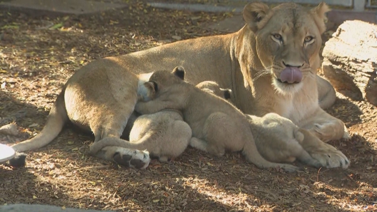 Denver Zoo's baby lion cubs make their debut: Live look at the new cubs ...