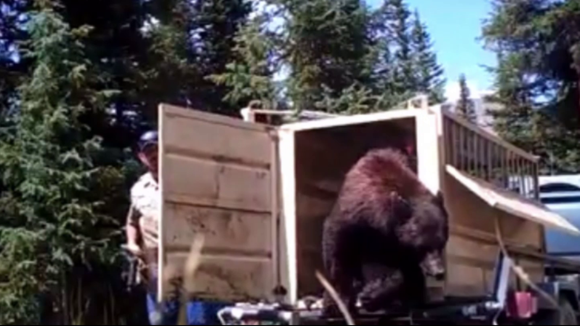 Bear hit by vehicle in metro area took long journey to get there ...