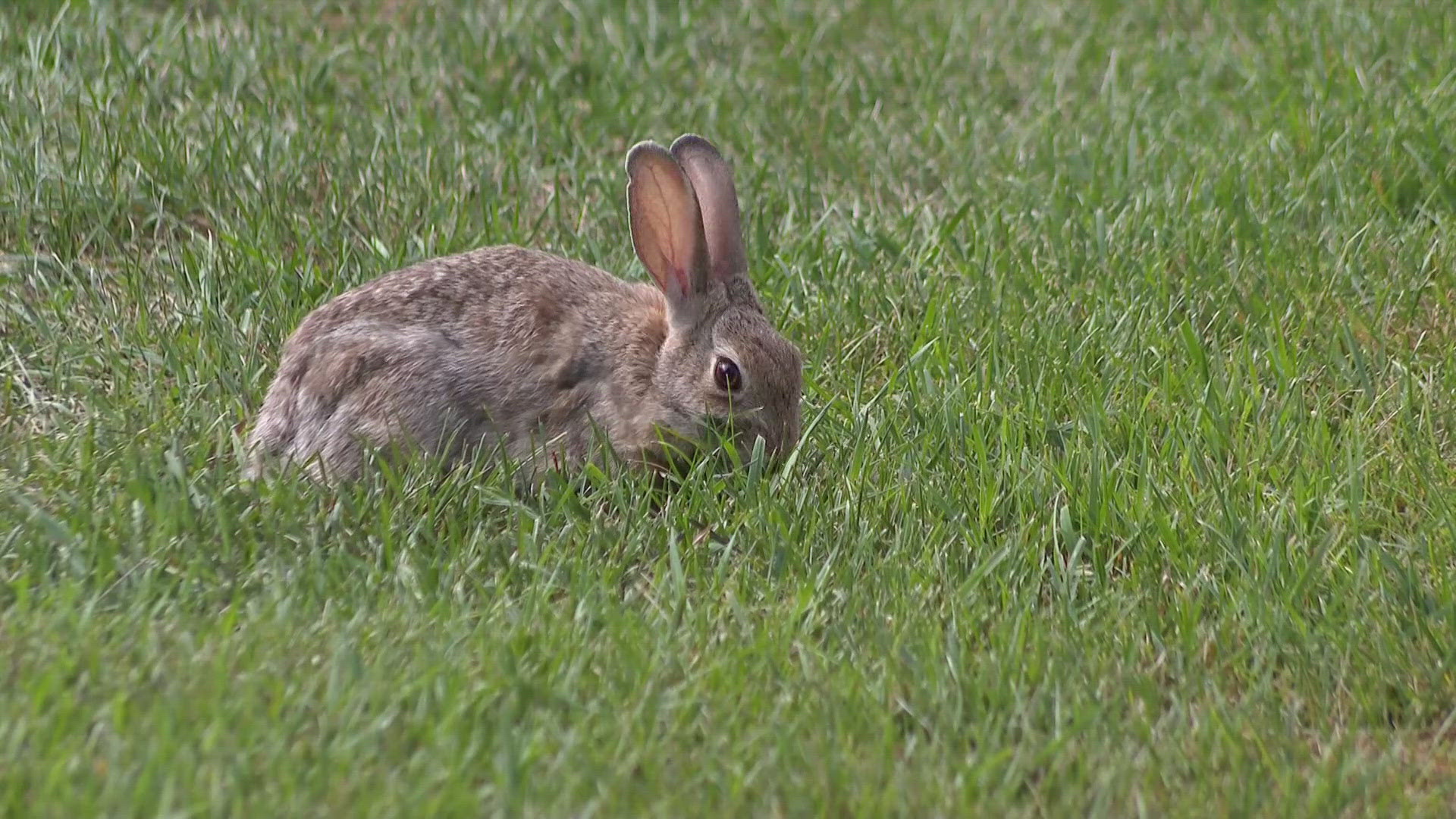 Rabbits with 'tentacles' or 'horns' growing from their heads spotted in Fort Collins | 9news.com
