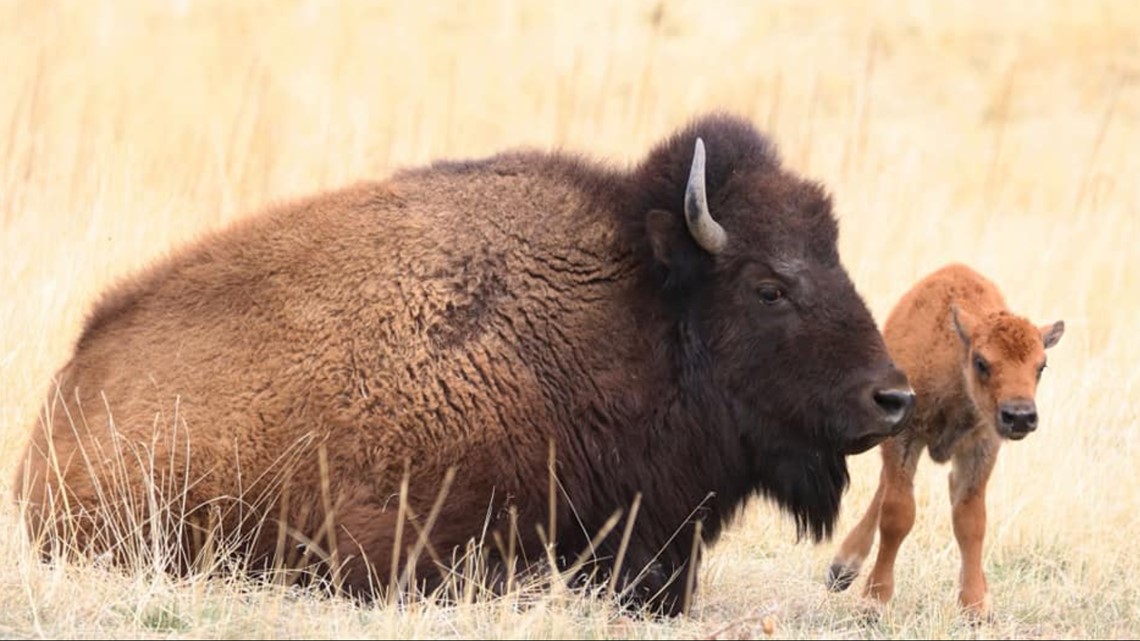 First bison of 2022 born at Rocky Mountain Arsenal refuge | 9news.com