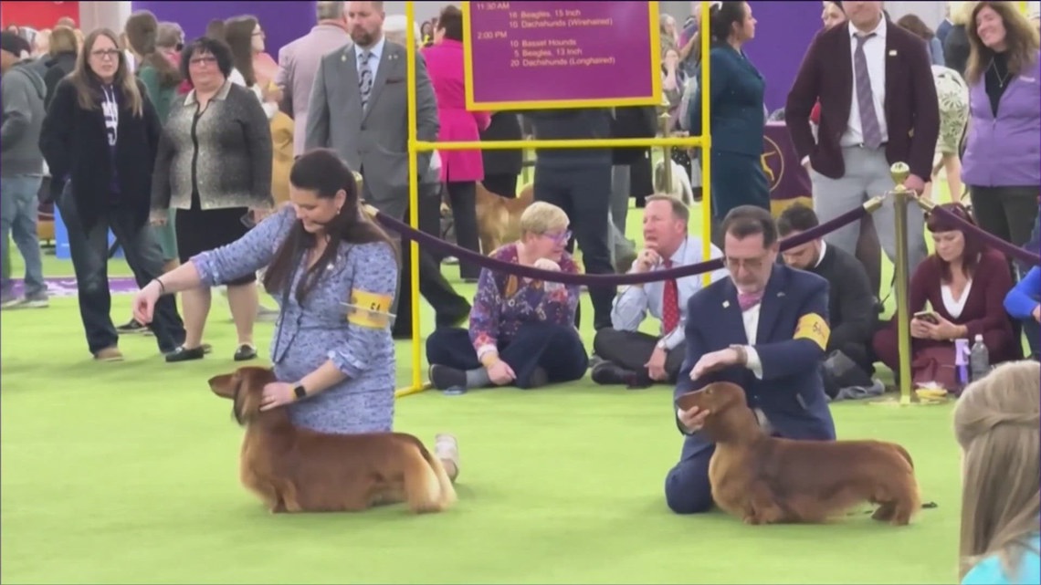 Who won best in show at the Westminster Dog Show? | 9news.com