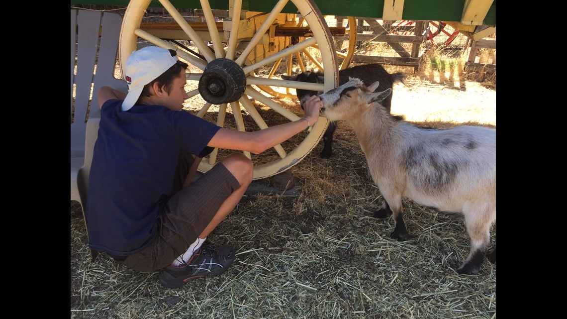 Pygmy goats help autistic boy learn to talk, care, and love | 9news.com