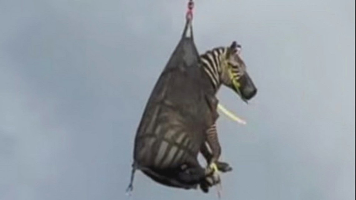 Runaway zebra Ed captured safely: Watch the helicopter video | 9news.com
