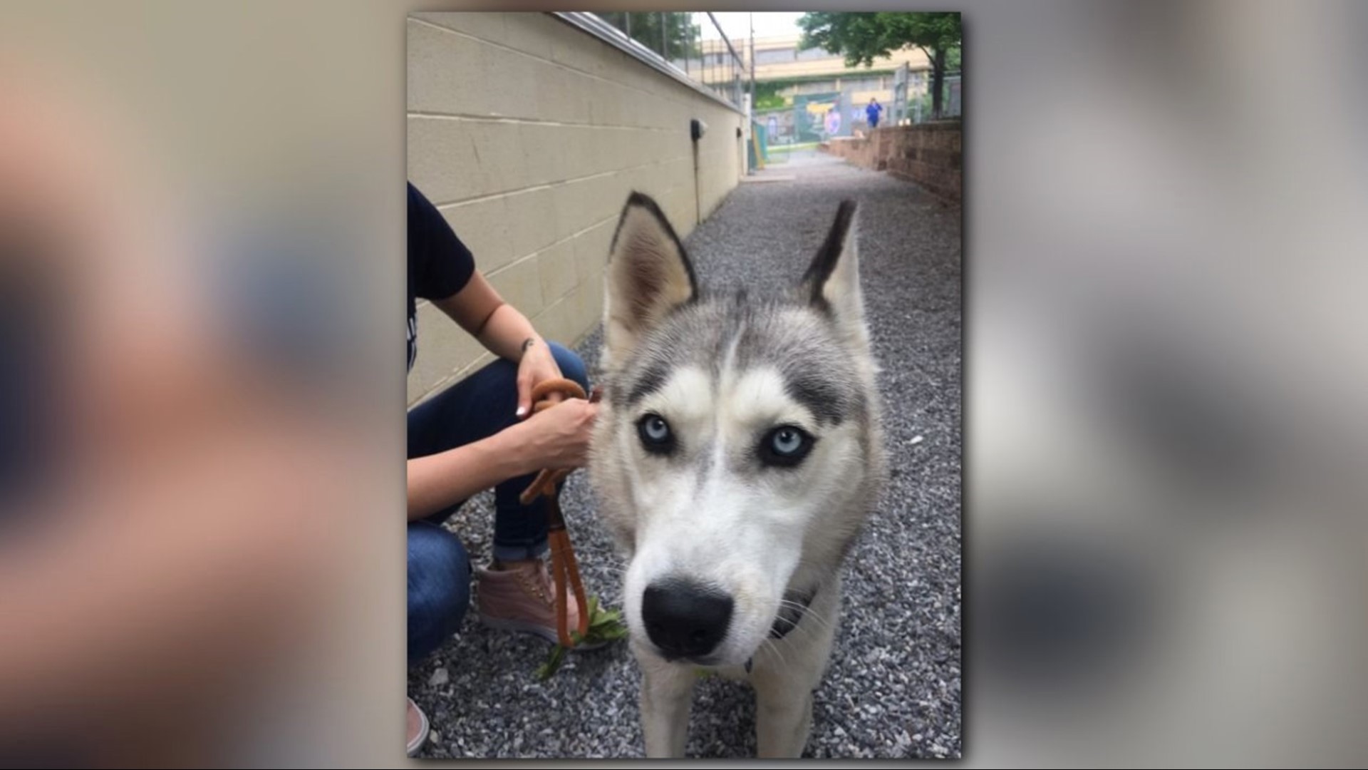 Unlicensed breeder criminally 'debarked' dogs by pushing pipe down ...