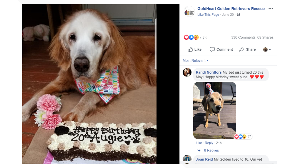 West TN dog turns 20, becomes oldest golden retriever in history ...