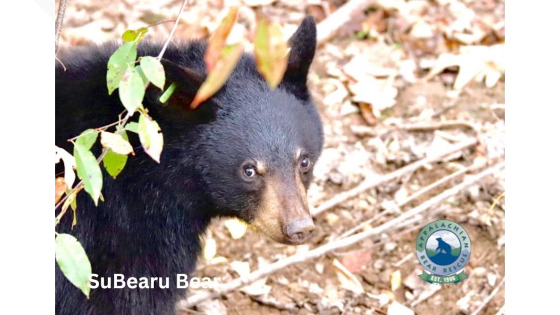 Tennessee Wildlife agency euthanizes 13 rescued bear cubs | 9news.com