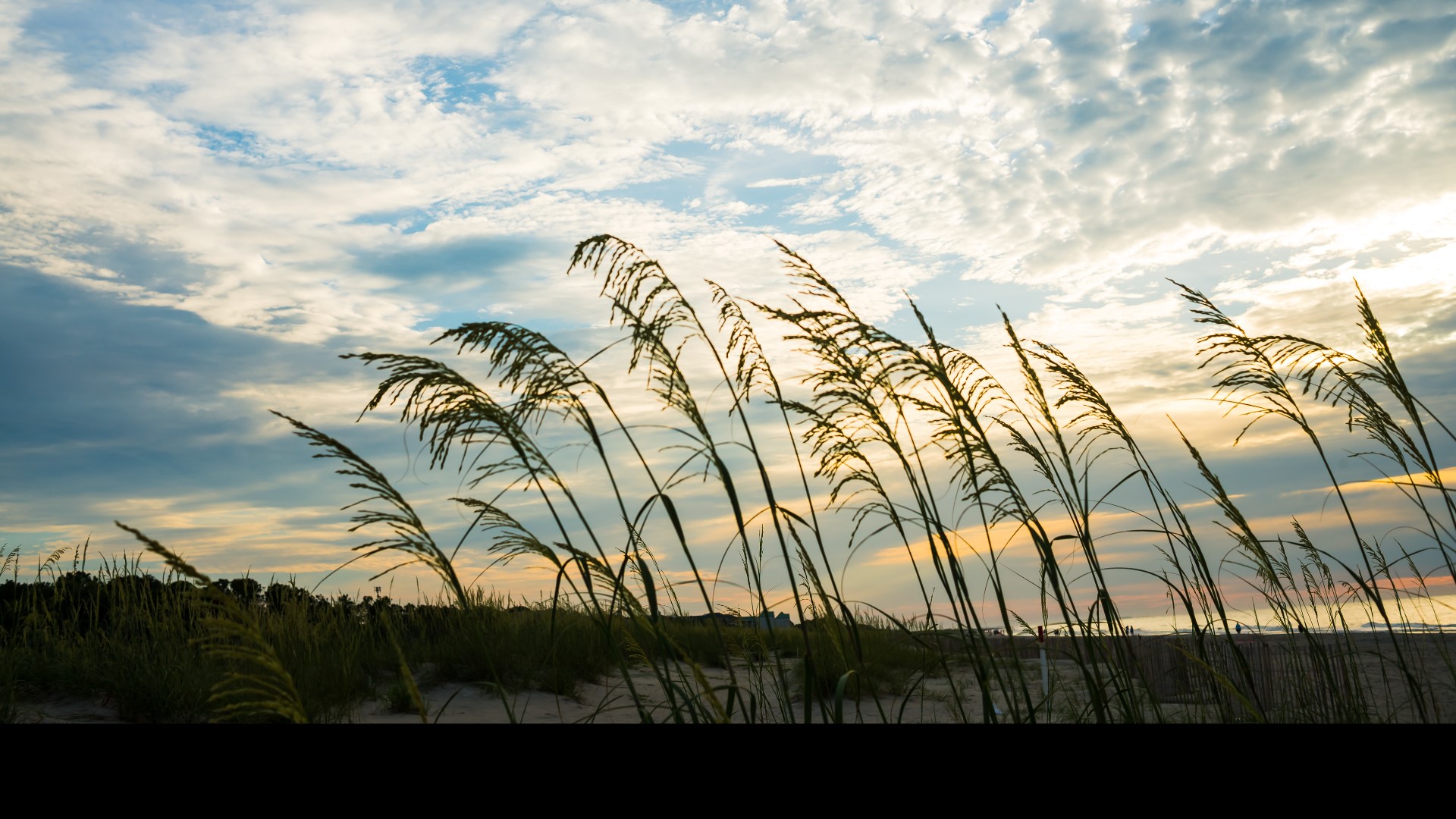 SC woman dies after alligator attack near golf course | 9news.com