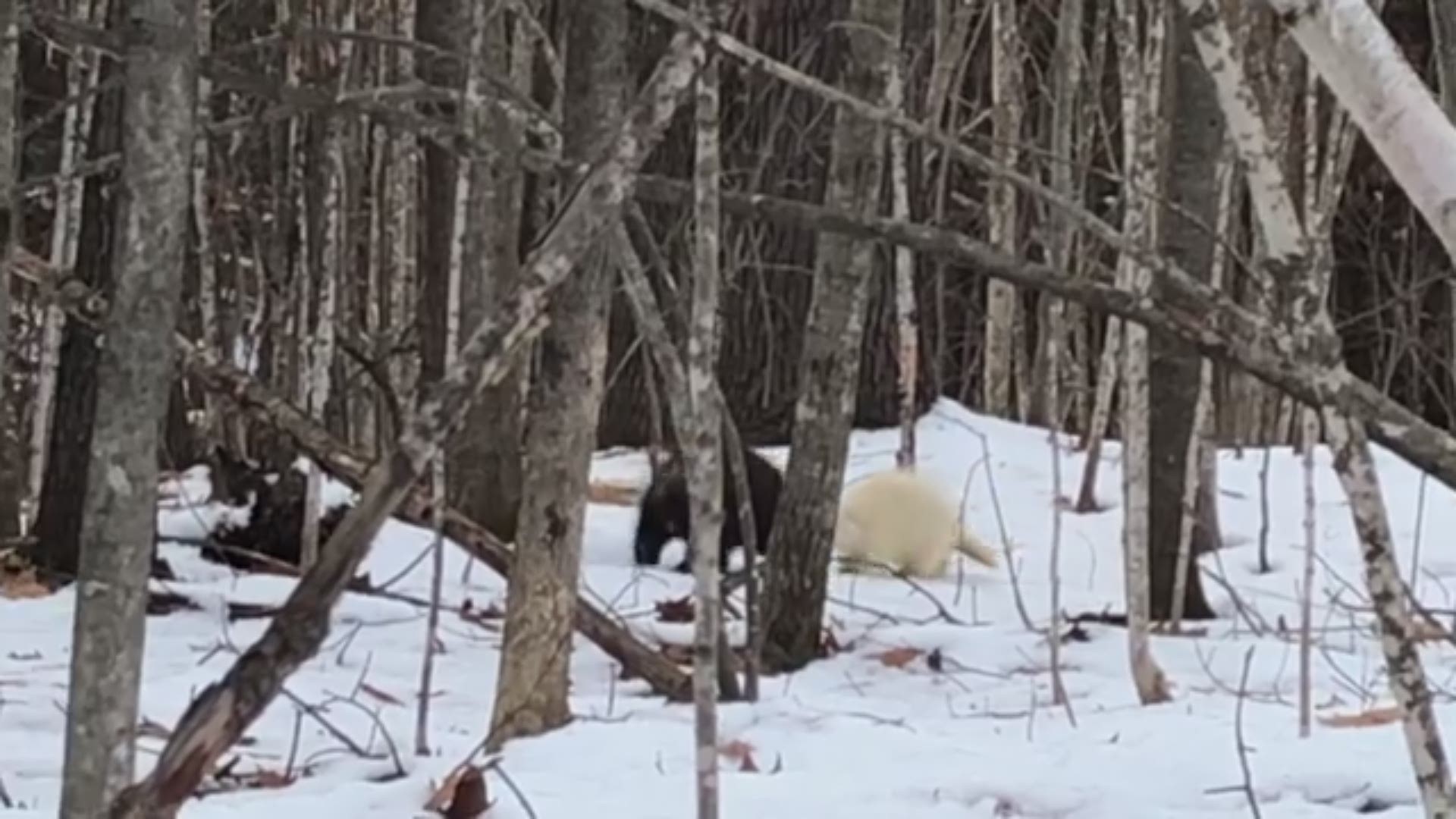Rare albino porcupine waddles through Windham woods | 9news.com