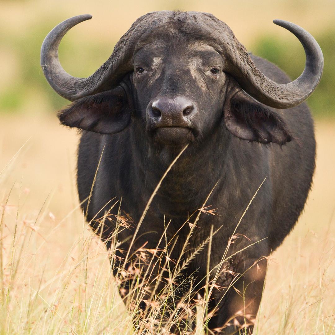 Texas real estate executive killed by buffalo on safari hunt | 9news.com