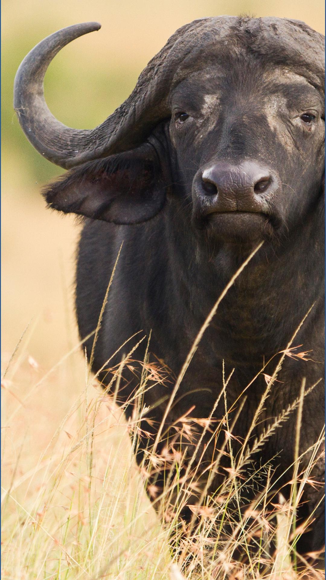 Texas real estate executive killed by buffalo on safari hunt | 9news.com