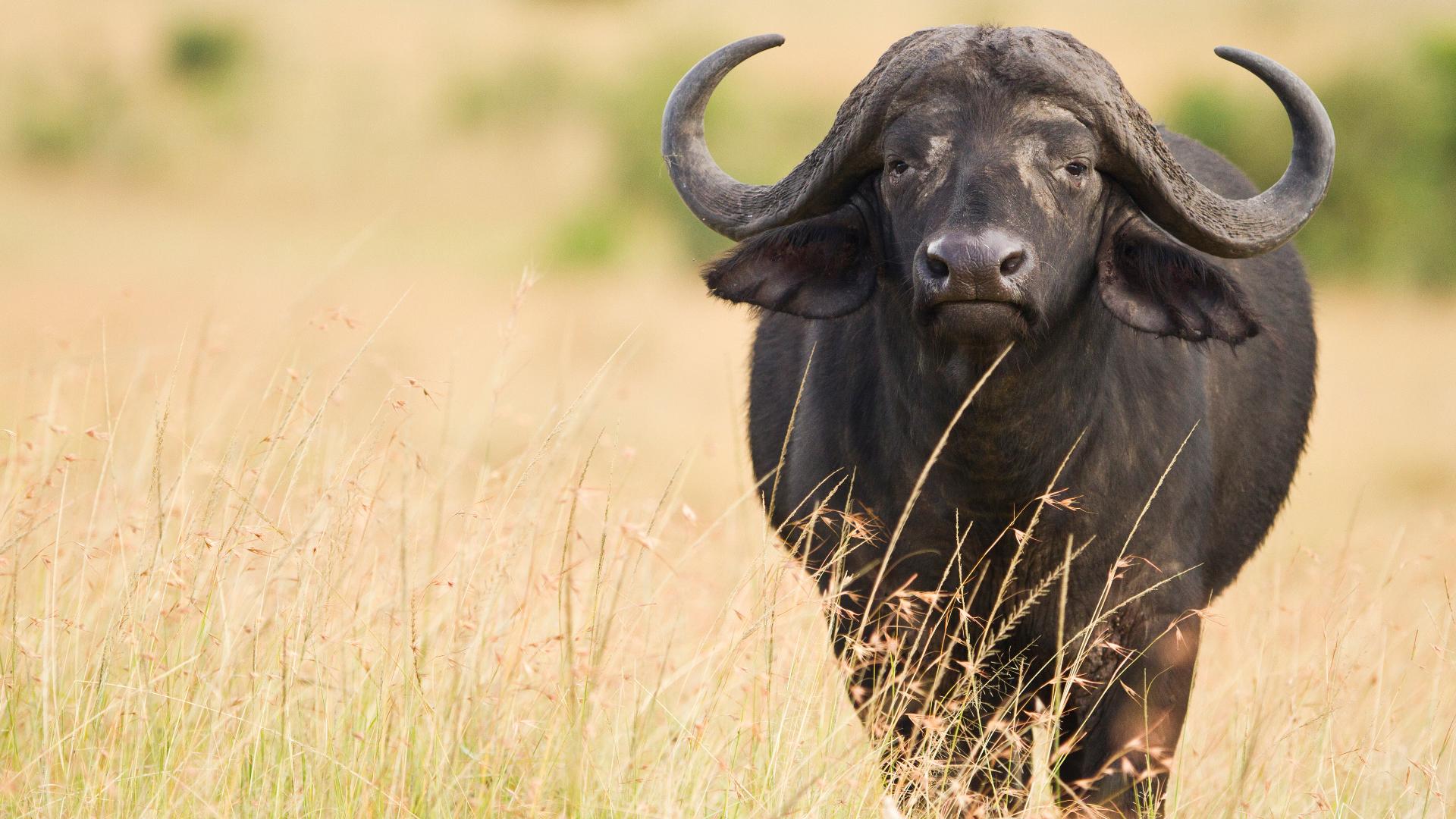 Texas real estate executive killed by buffalo on safari hunt | 9news.com