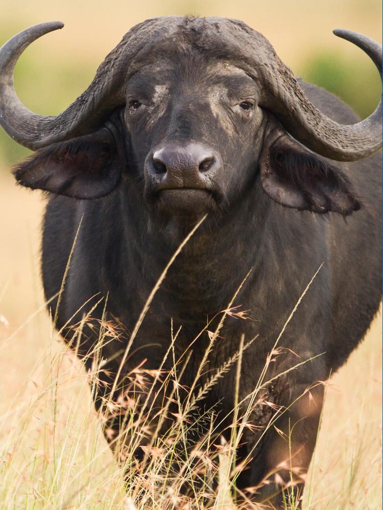 Texas real estate executive killed by buffalo on safari hunt | 9news.com