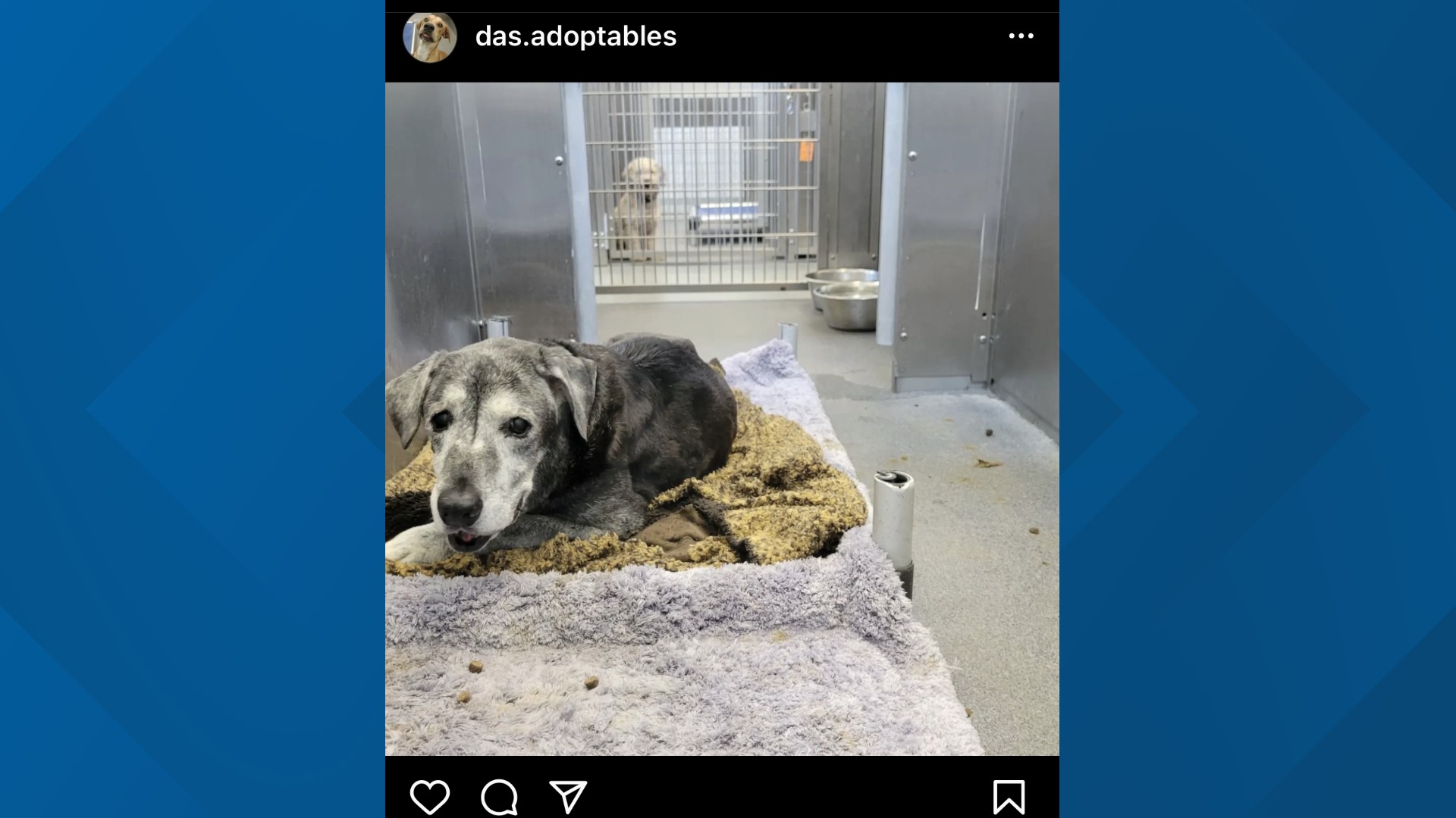 19-year-old Dallas dog enjoying short time left with new family | 9news.com