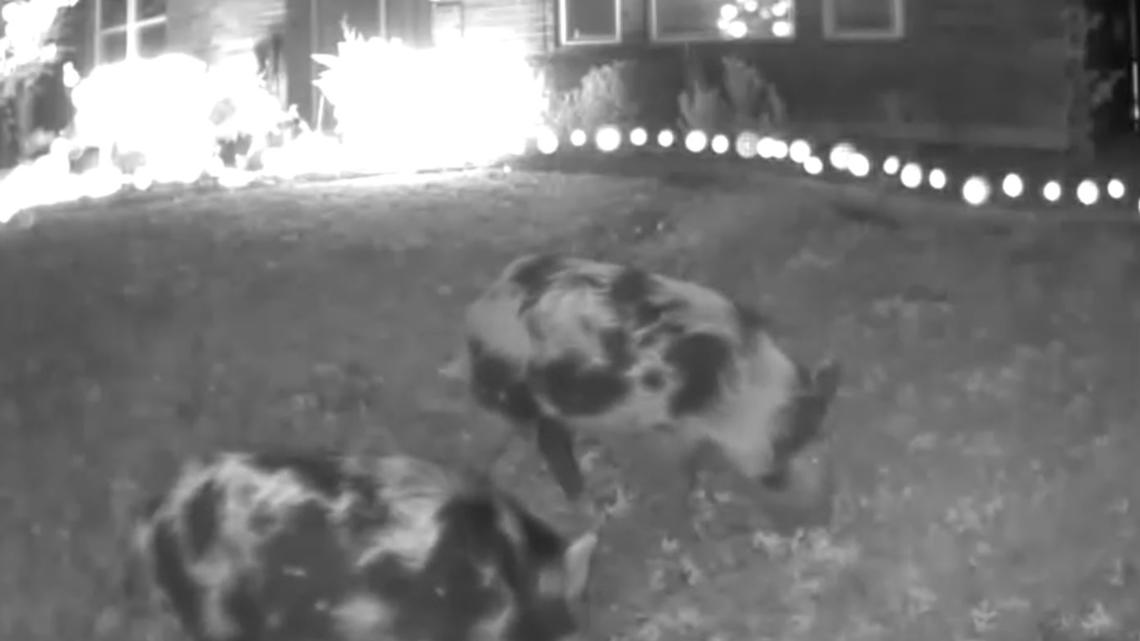 North Texas suburb taking steps to tackle feral hog menace | 9news.com