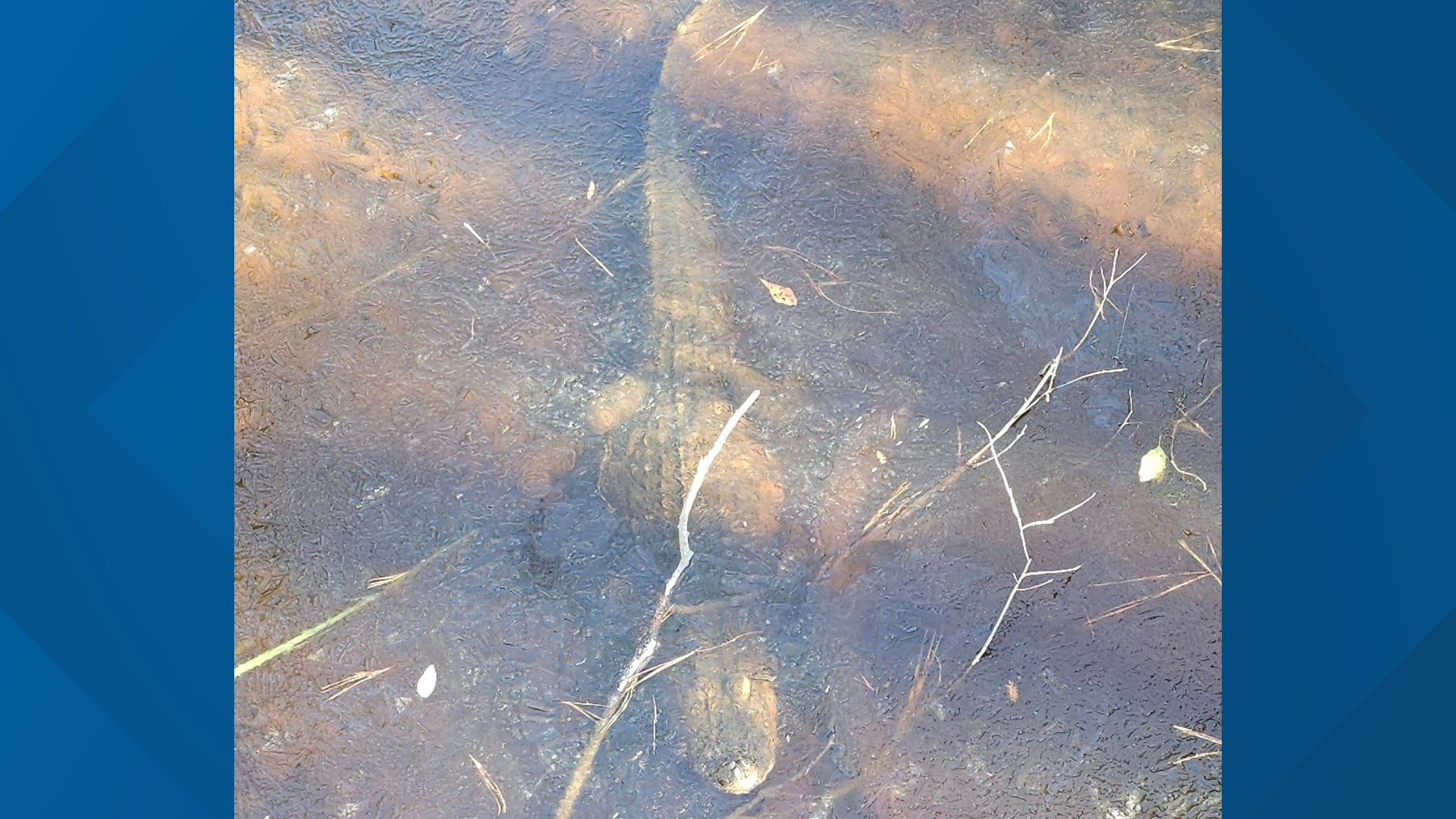 North Carolina weather freezes alligators in ice | 9news.com