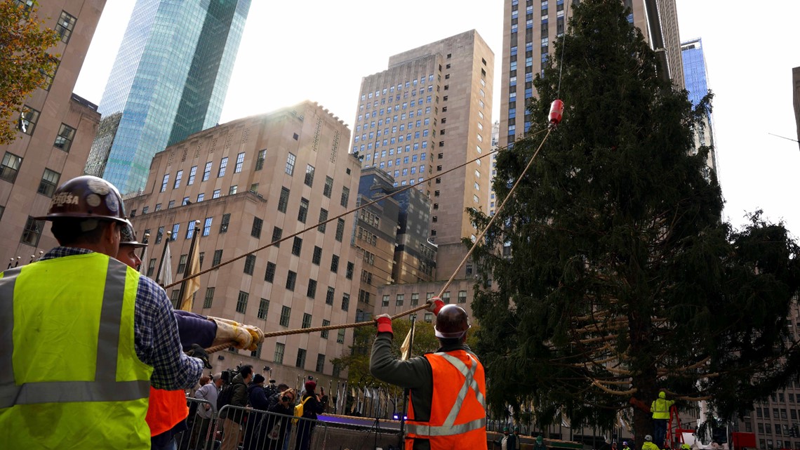 Home for the holidays: Rockefeller tree arrives in New York City ...