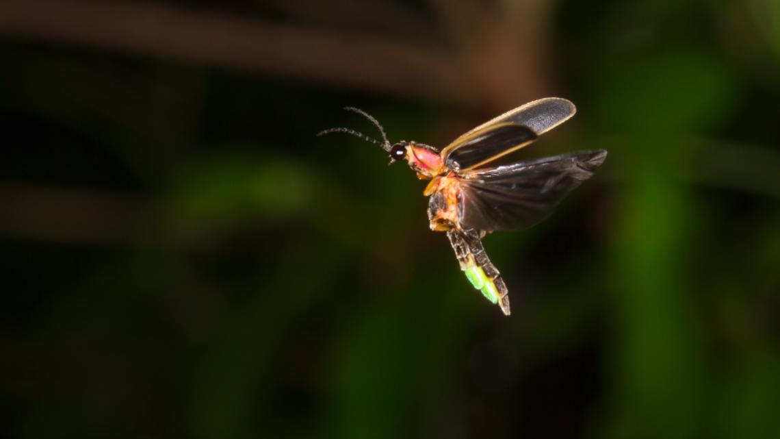 Butterfly Pavilion completes firefly lifecycle breakthrough | 9news.com