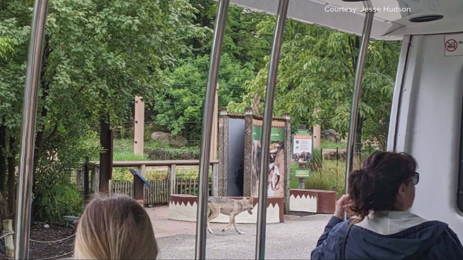 Wolf secured after getting loose at Cleveland Metroparks Zoo | 9news.com