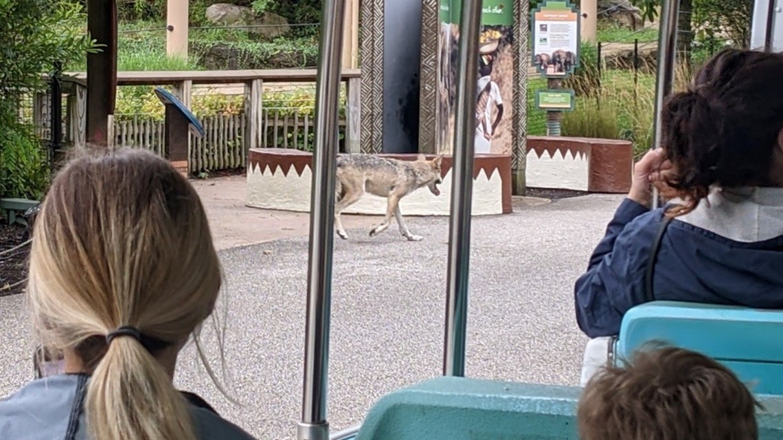 Wolf secured after getting loose at Cleveland Metroparks Zoo | 9news.com