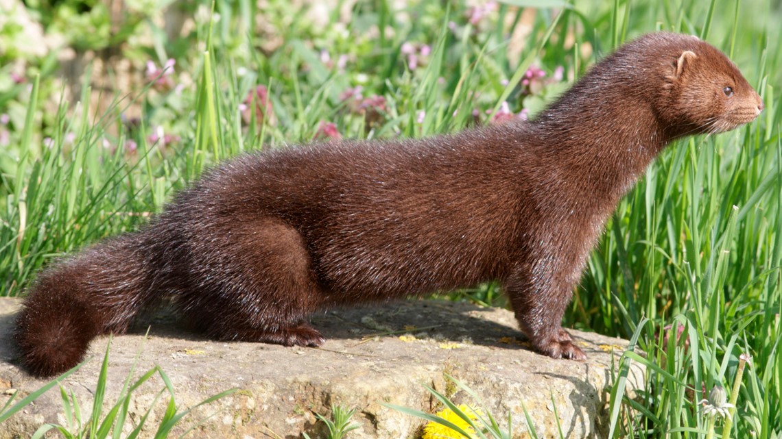 ‘Do not approach’: Thousands of minks escape from farm | 9news.com