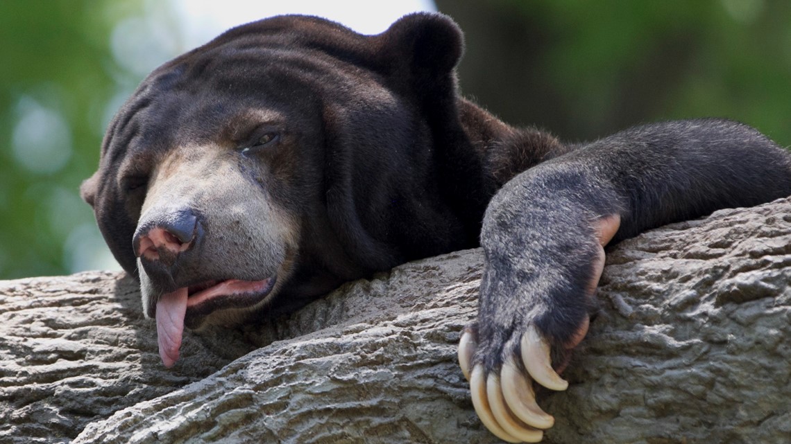 Chinese zoo says bears are real, not people in costumes | 9news.com