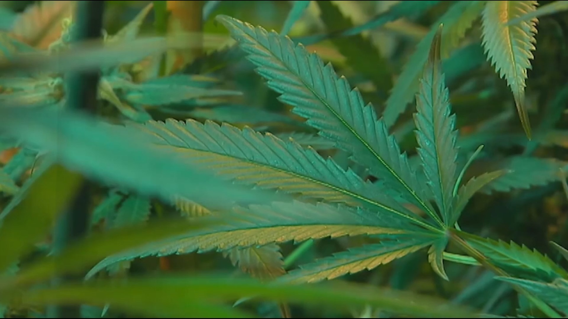 State House passes bill to legalize marijuana in Pennsylvania | 9news.com