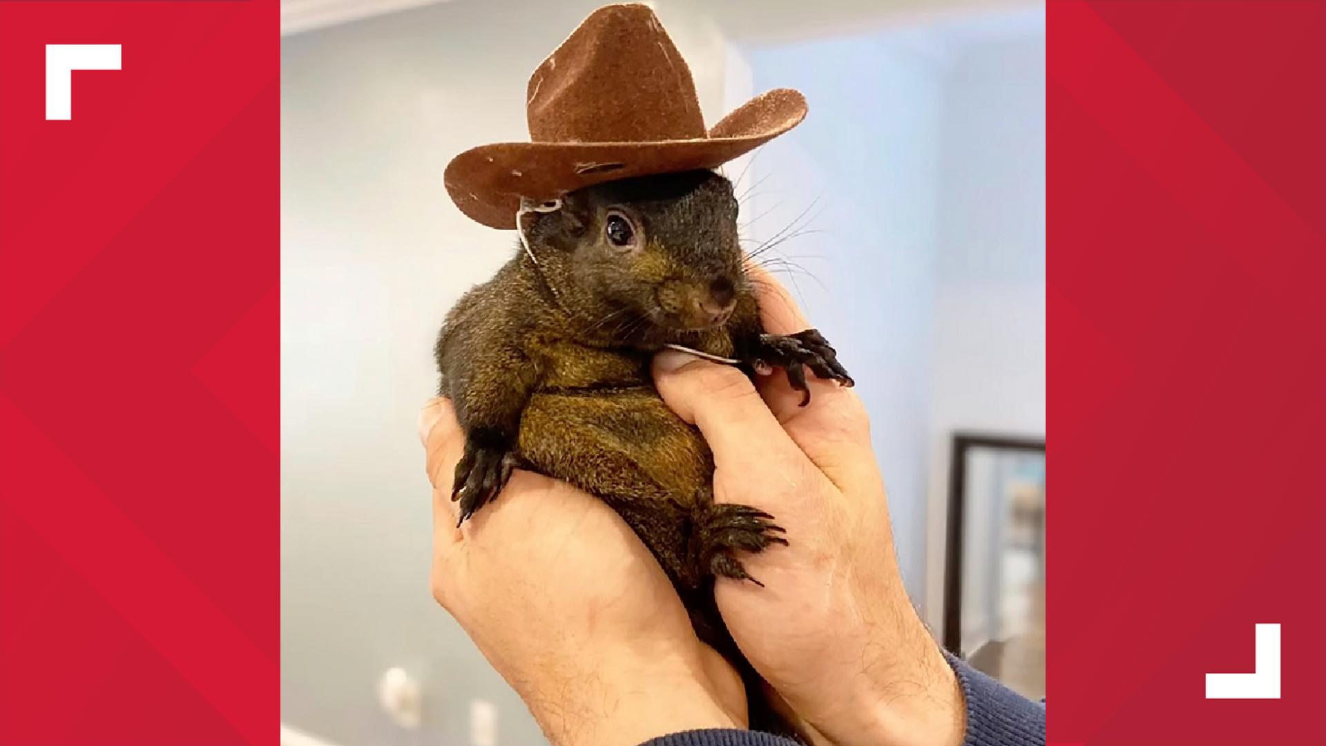 Peanut the Squirrel seized by authorities | 9news.com