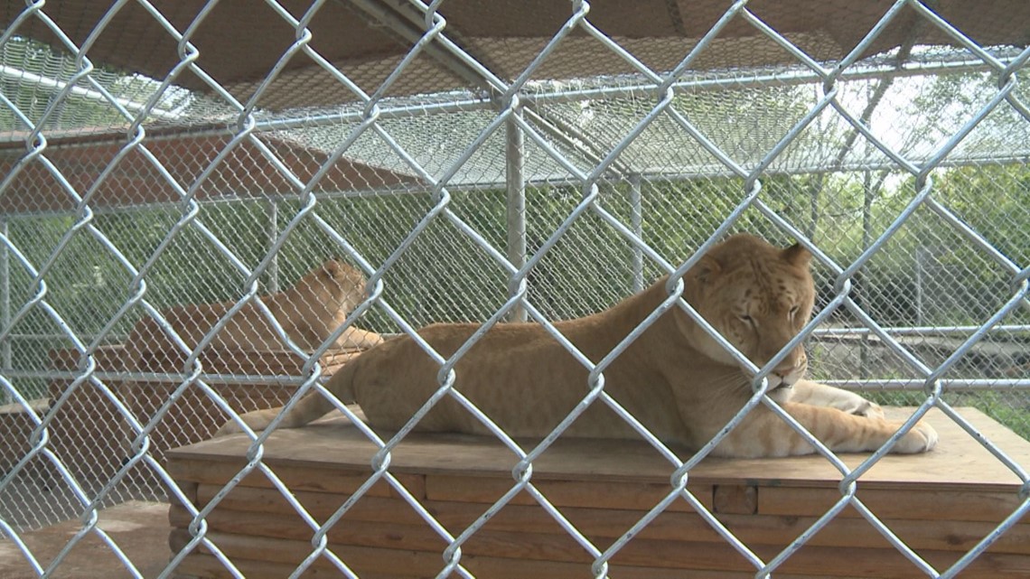 Ligers make their way to the St. Augustine Wild Reserve | 9news.com