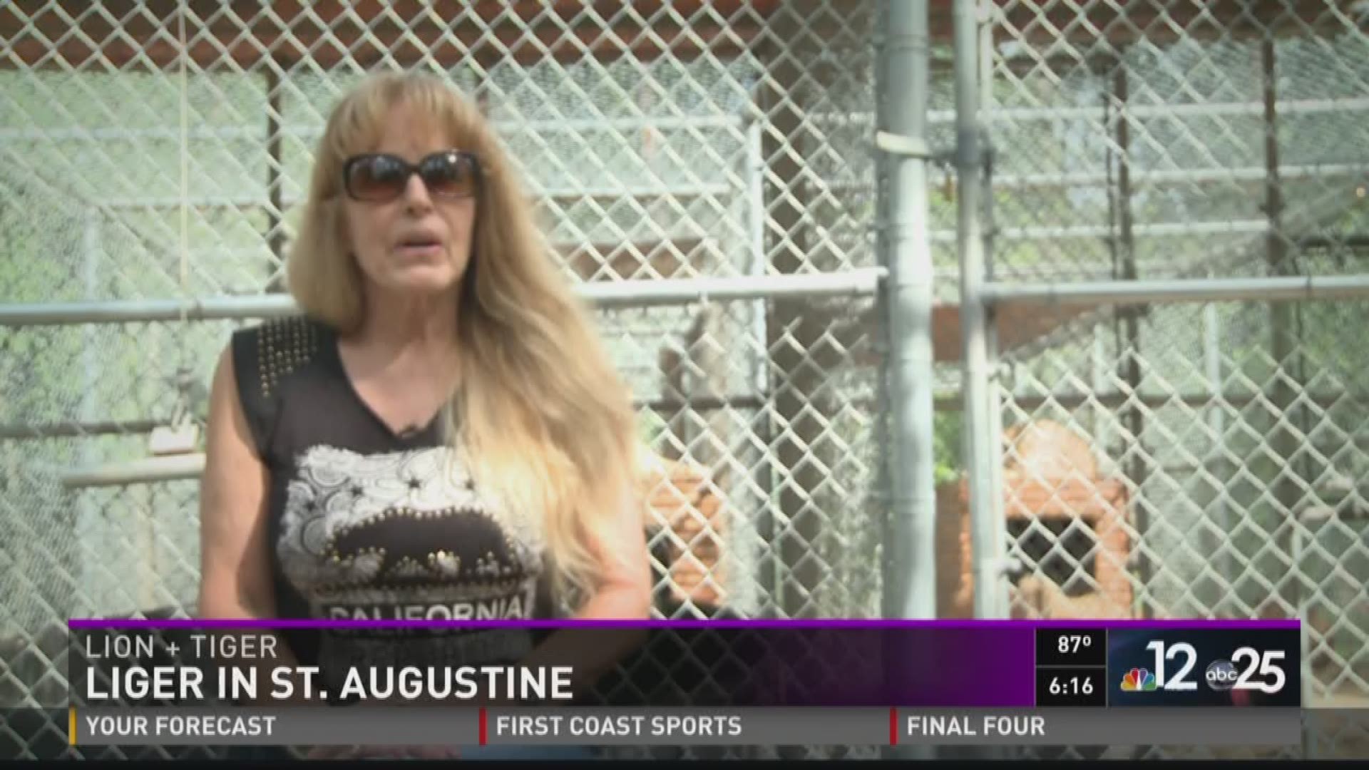 Ligers make their way to the St. Augustine Wild Reserve | 9news.com