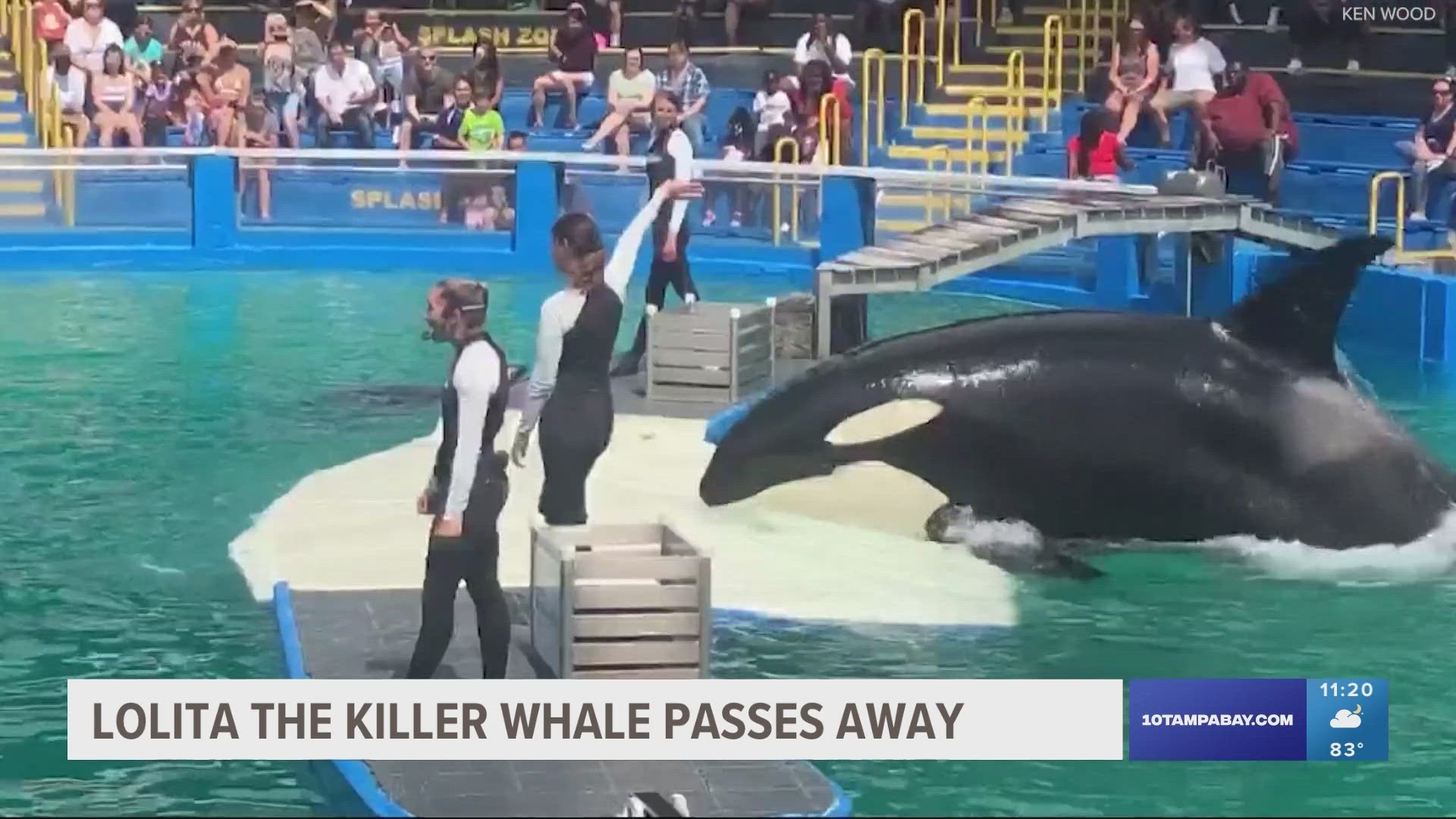 Lolita the orca dies at Miami Seaquarium | 9news.com
