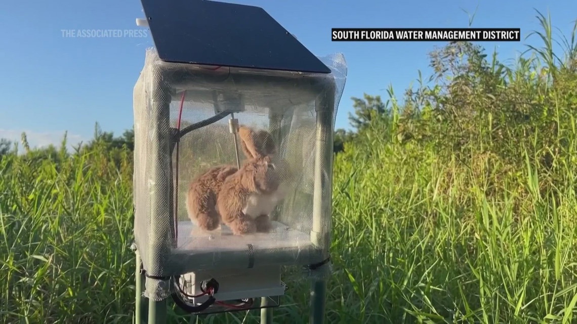 Robot rabbits fight invasive pythons in Everglades | 9news.com