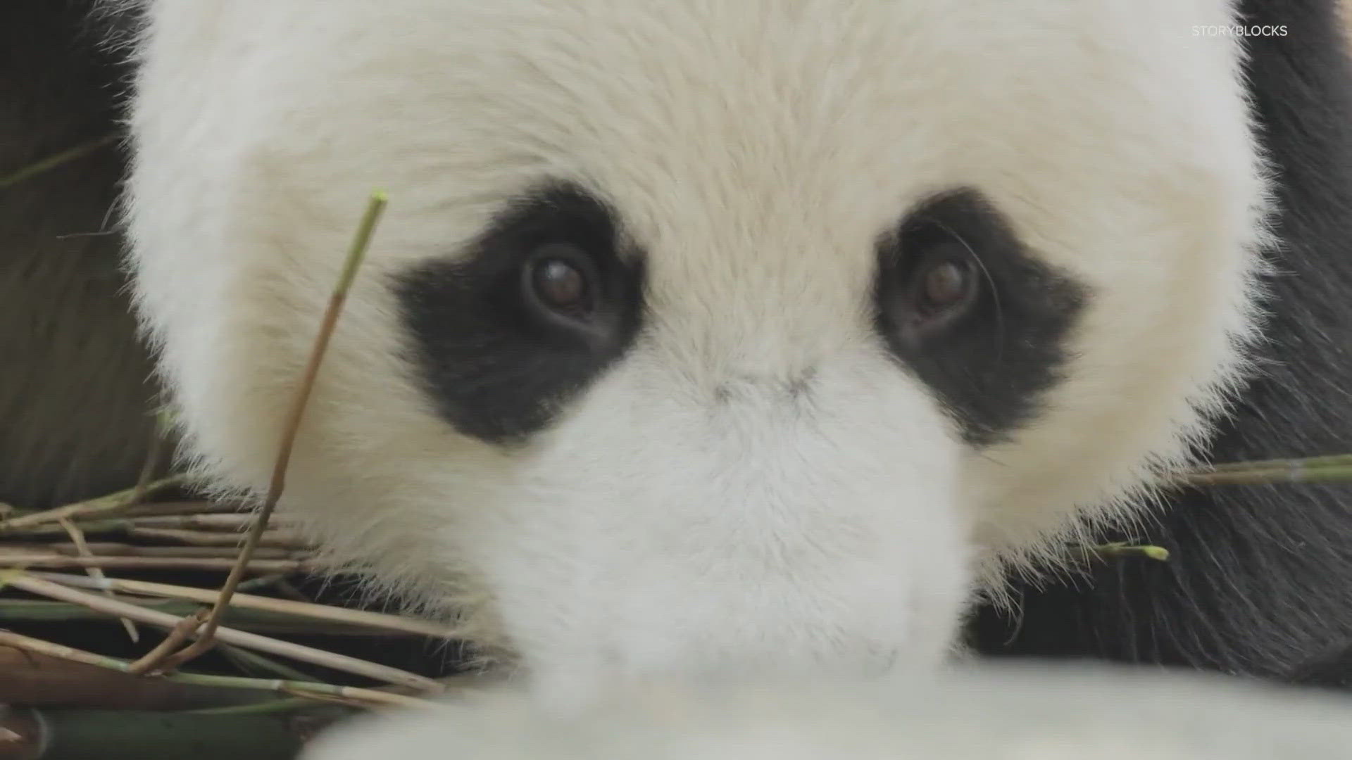 Watch: The Giant Panda Cam is back at the National Zoo | 9news.com