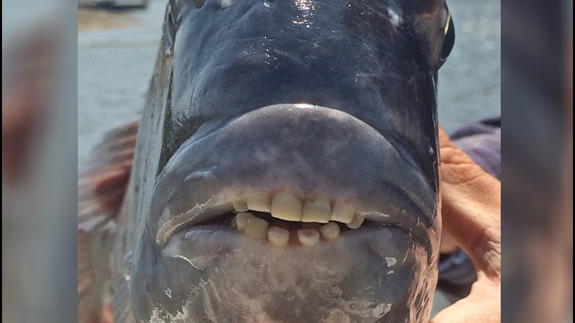 Fish with human-like teeth caught in South Carolina | 9news.com
