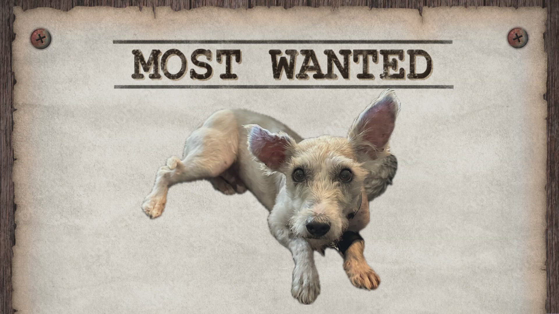 Scrim on the Run: The dog who's taking New Orleans by storm | 9news.com